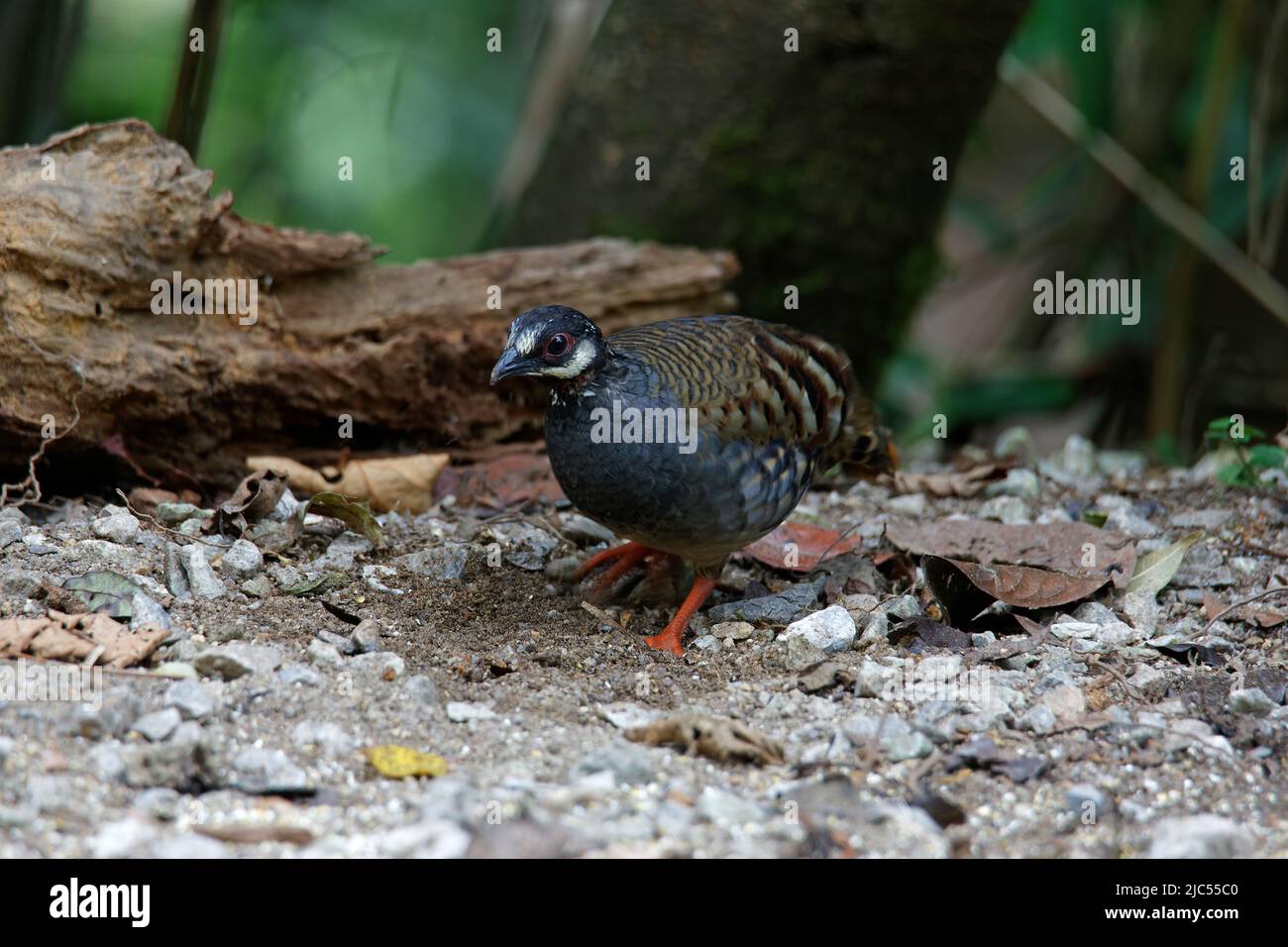 Single or group Malayan Partridges feeding on ground Stock Photo - Alamy