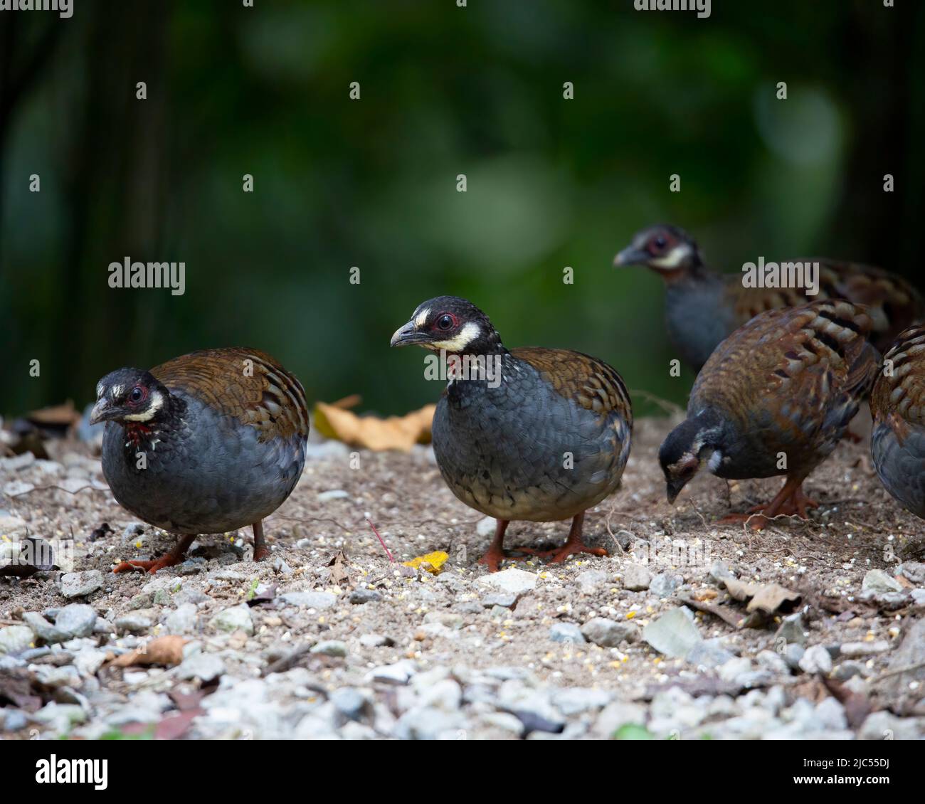 Single or group Malayan Partridges feeding on ground Stock Photo - Alamy