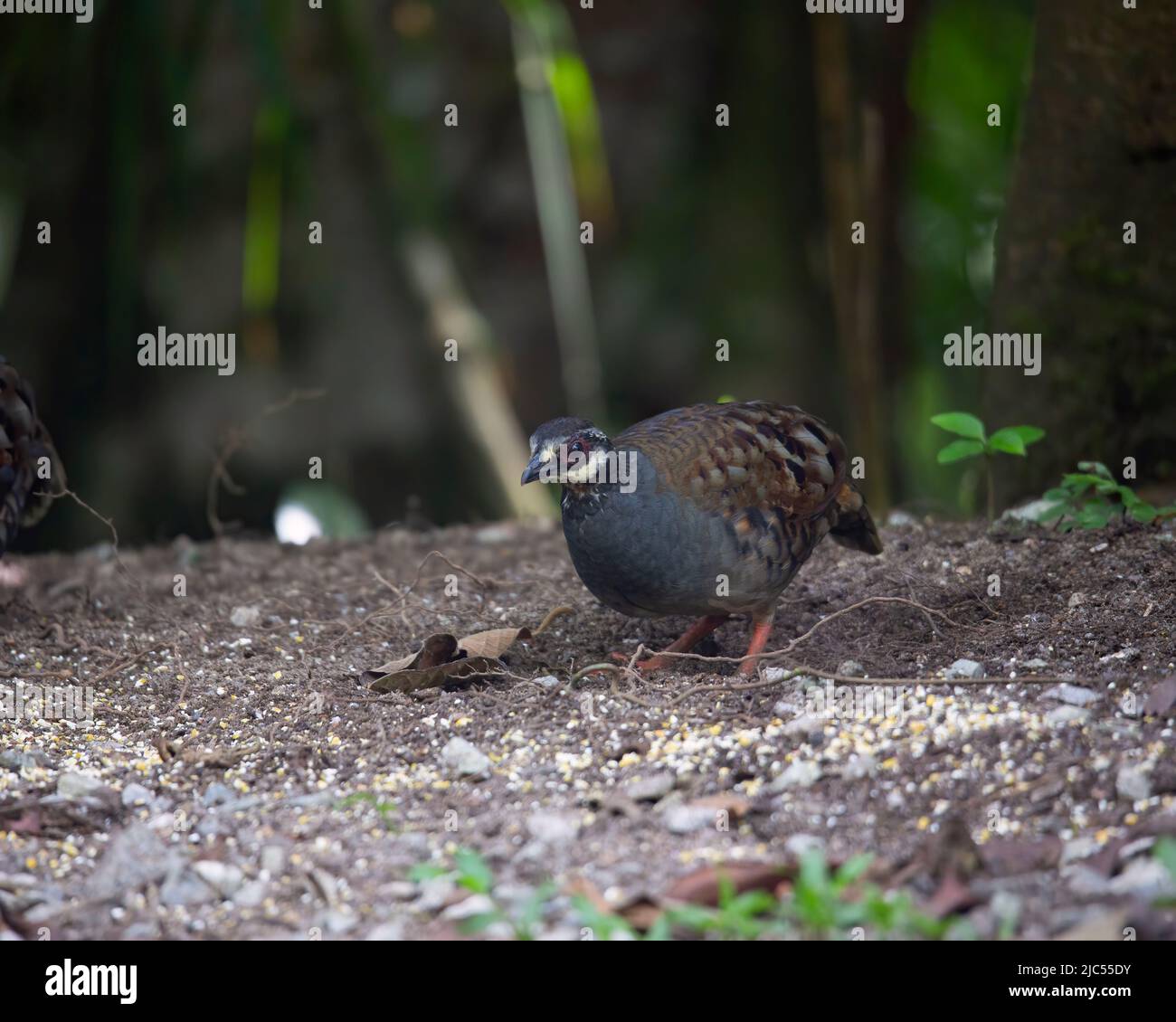 Single or group Malayan Partridges feeding on ground Stock Photo - Alamy