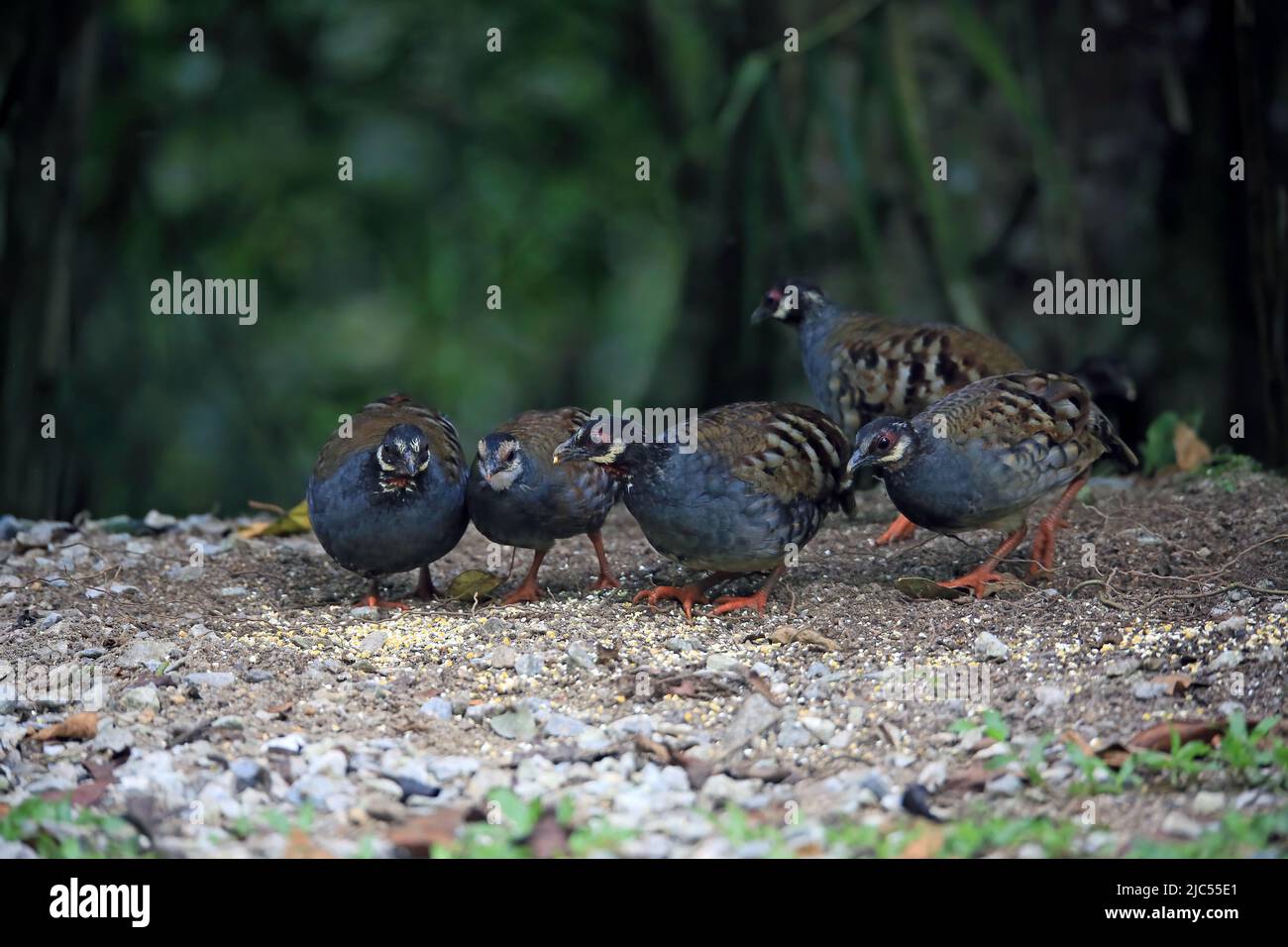 Malayan partridge hi-res stock photography and images - Alamy