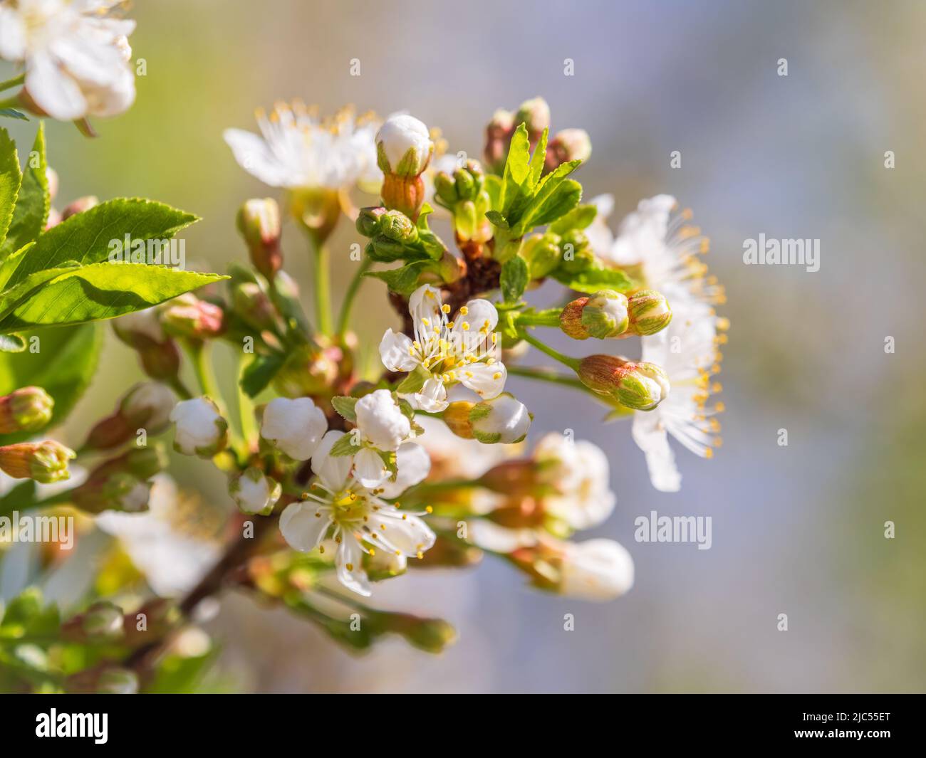 White blossoming apple trees. White apple tree flowers. Spring season ...