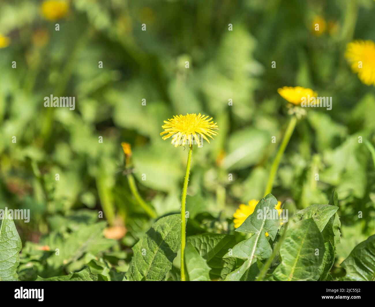 Field of yellow dandelions. Summer field of dandelions. Taraxacum ...