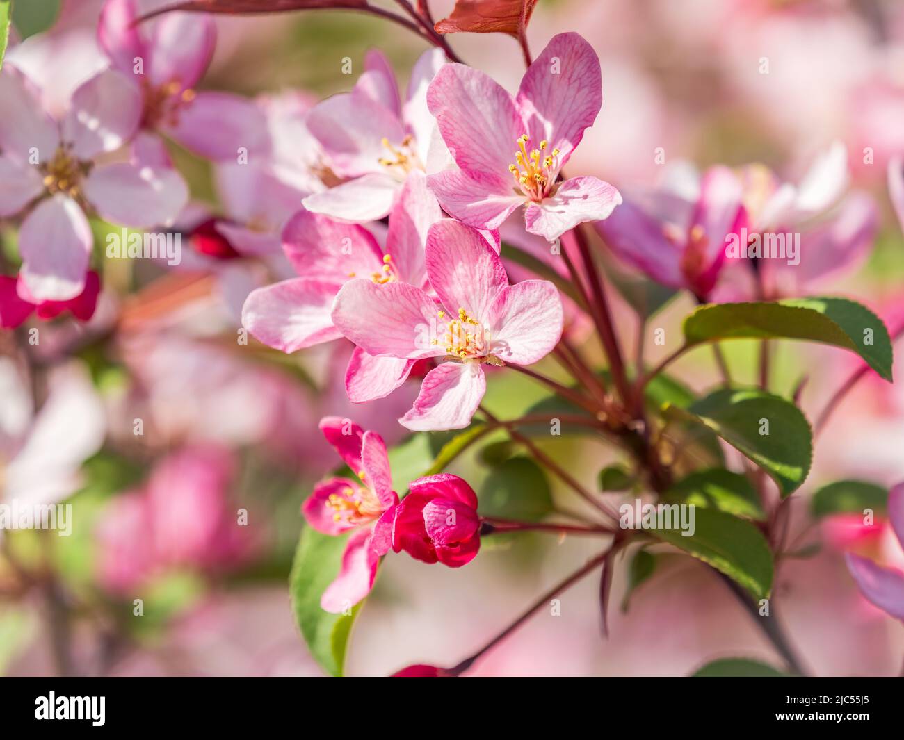 Fresh pink flowers of a blossoming apple tree with blured background ...