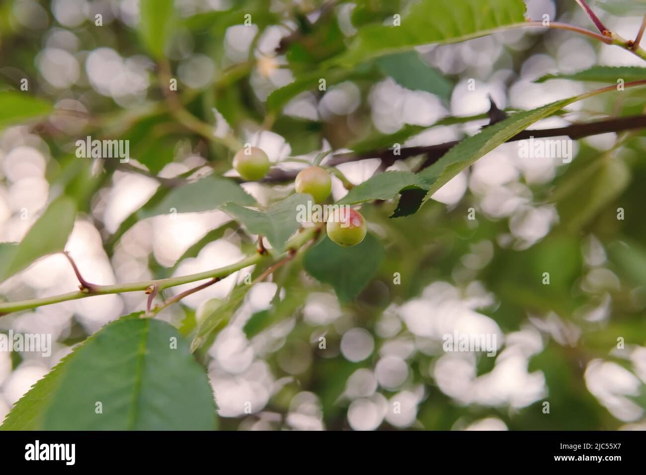 June berry tree hi-res stock photography and images - Alamy