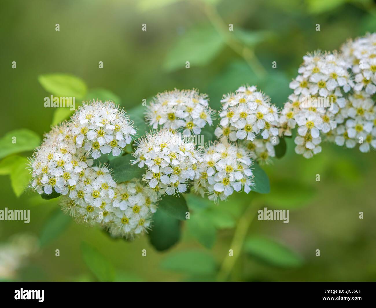 Spiraea chamaedryfolia or germander meadowsweet or elm-leaved spirea ...