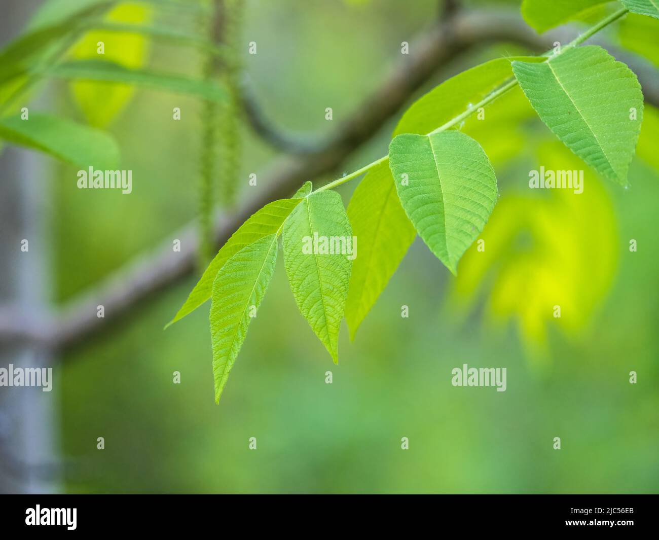 Branch with fresh green leaves of Juglans mandshurica, Manchurian ...