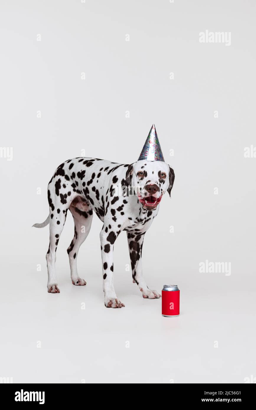 Cute funny purebred dog, Dalmatian tasting lemonade isolated over gray ...