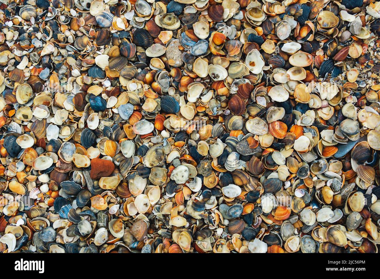 background, texture - beach of colorful sea shells Stock Photo - Alamy