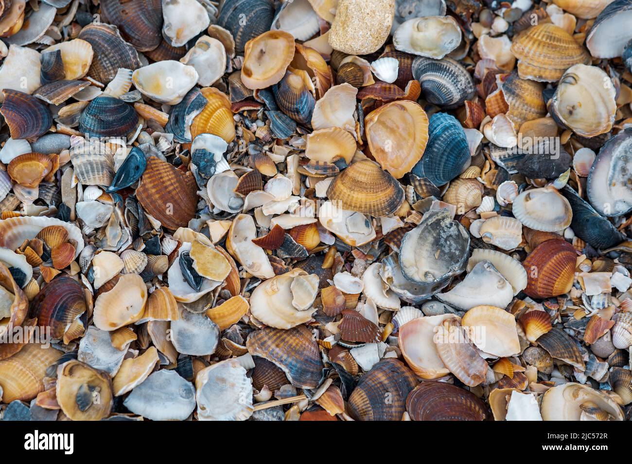 colorful shells of bivalve molluscs form the surface of the beach on ...