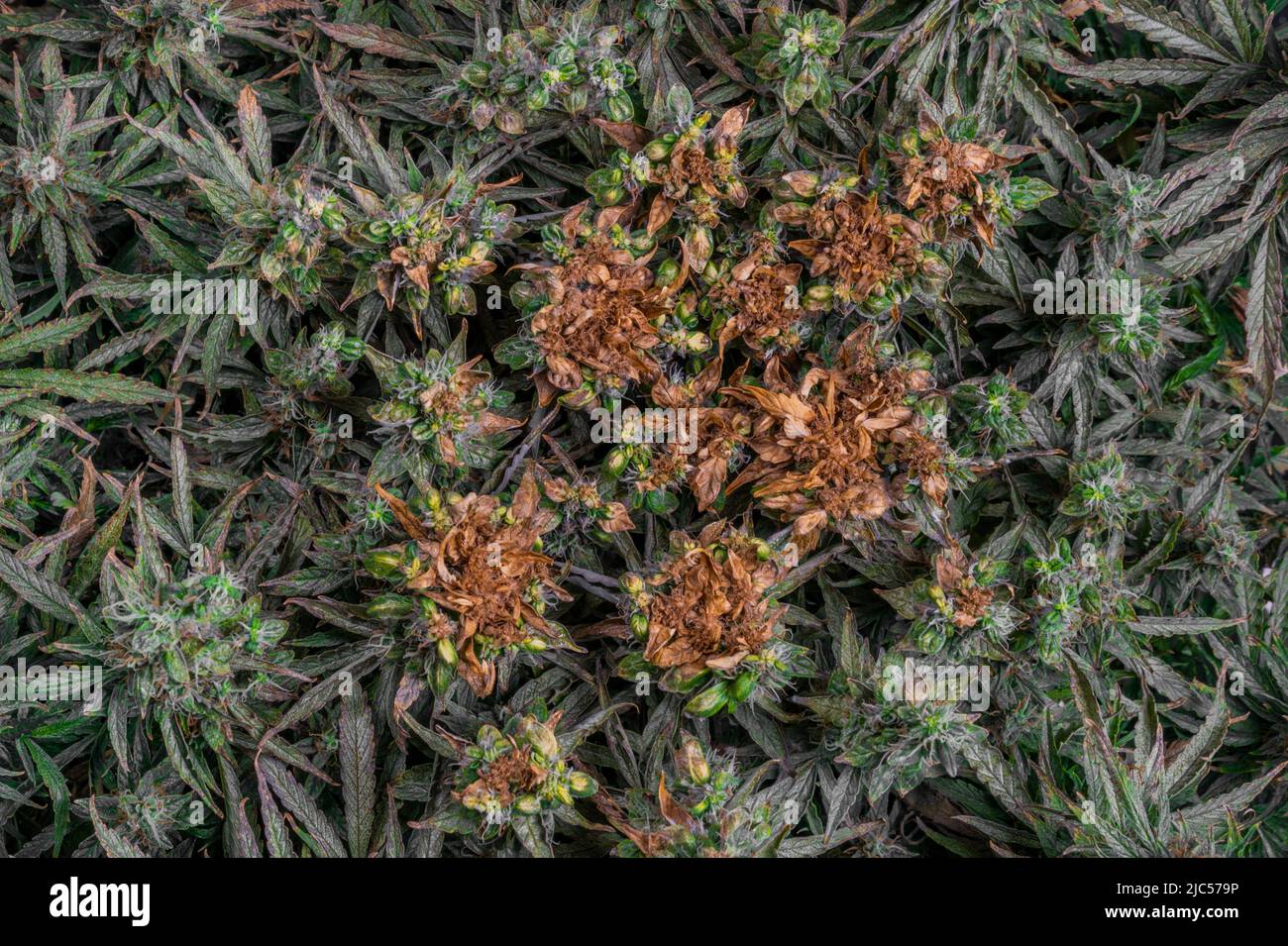 Pure auto hi-res stock photography and images - Alamy
