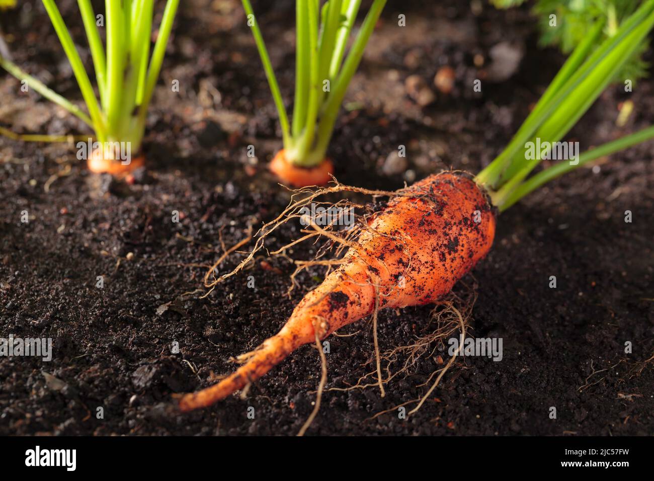 Closeup of a ripe carrot on a bed Stock Photo - Alamy