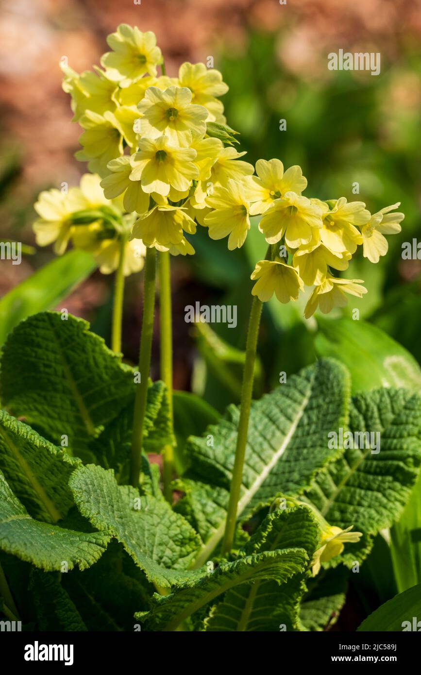 Close-up of of yellow blooming true oxlip flowers (Primula elatior) in ...