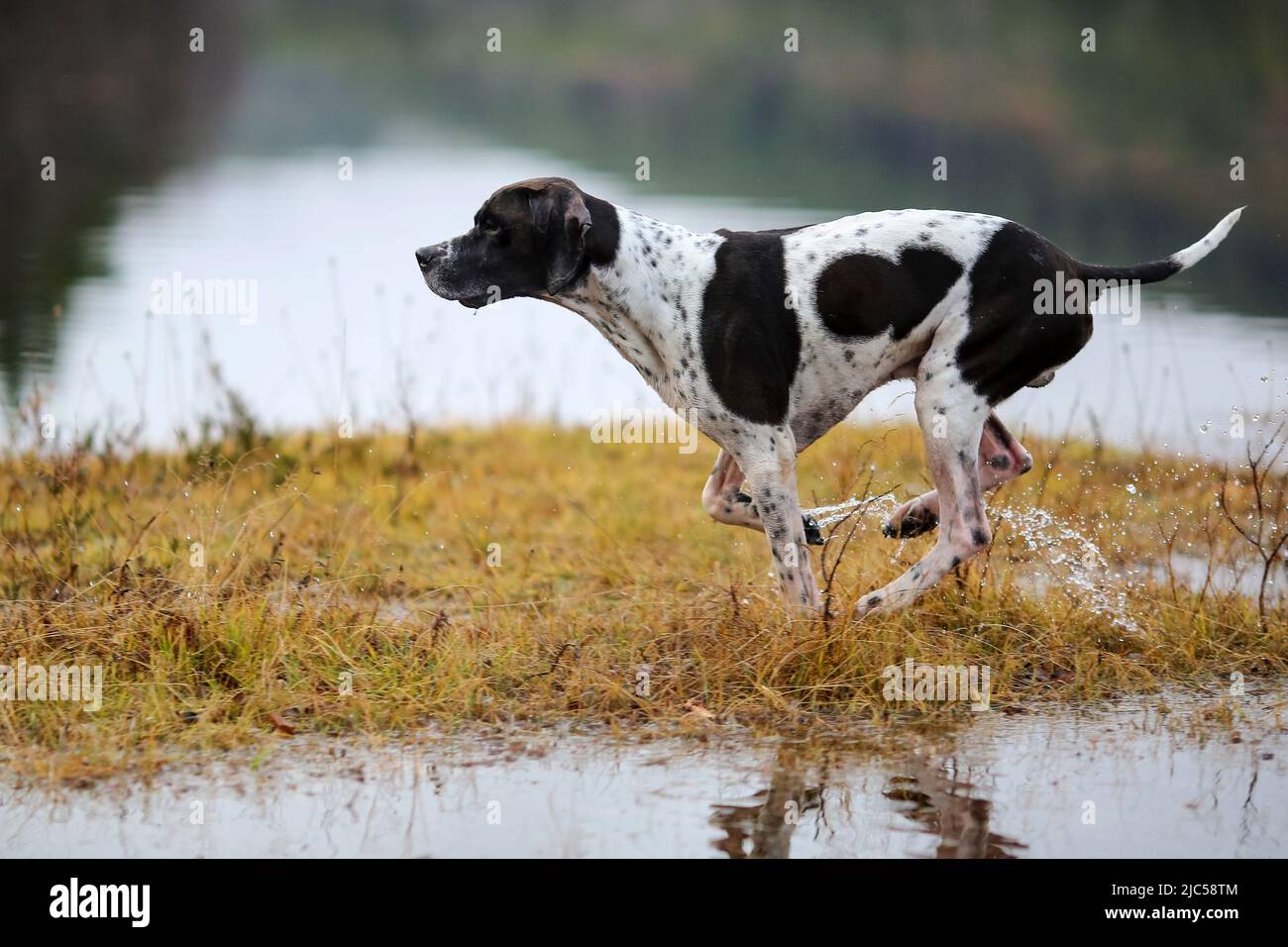 Dog english pointer hunting in the mire Stock Photo - Alamy