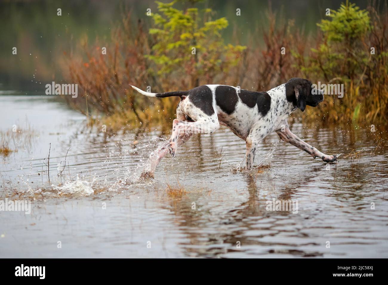 Dog english pointer hunting in the mire Stock Photo - Alamy