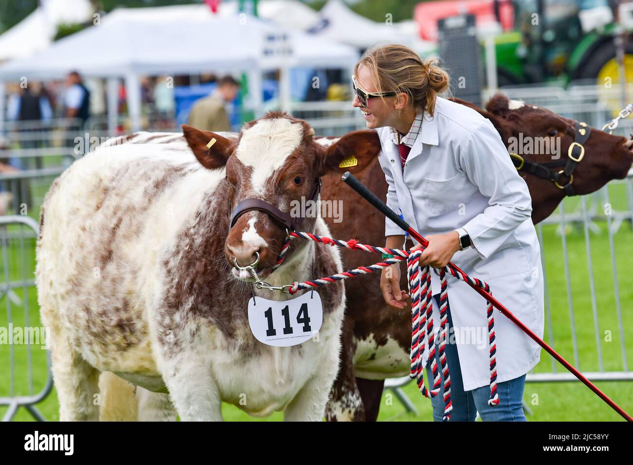 Brighton, UK. 10th June, 2022. A young farmer shows off her cattle at ...