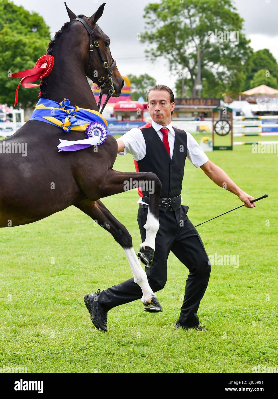 Hackney in hand ponies hi-res stock photography and images - Alamy