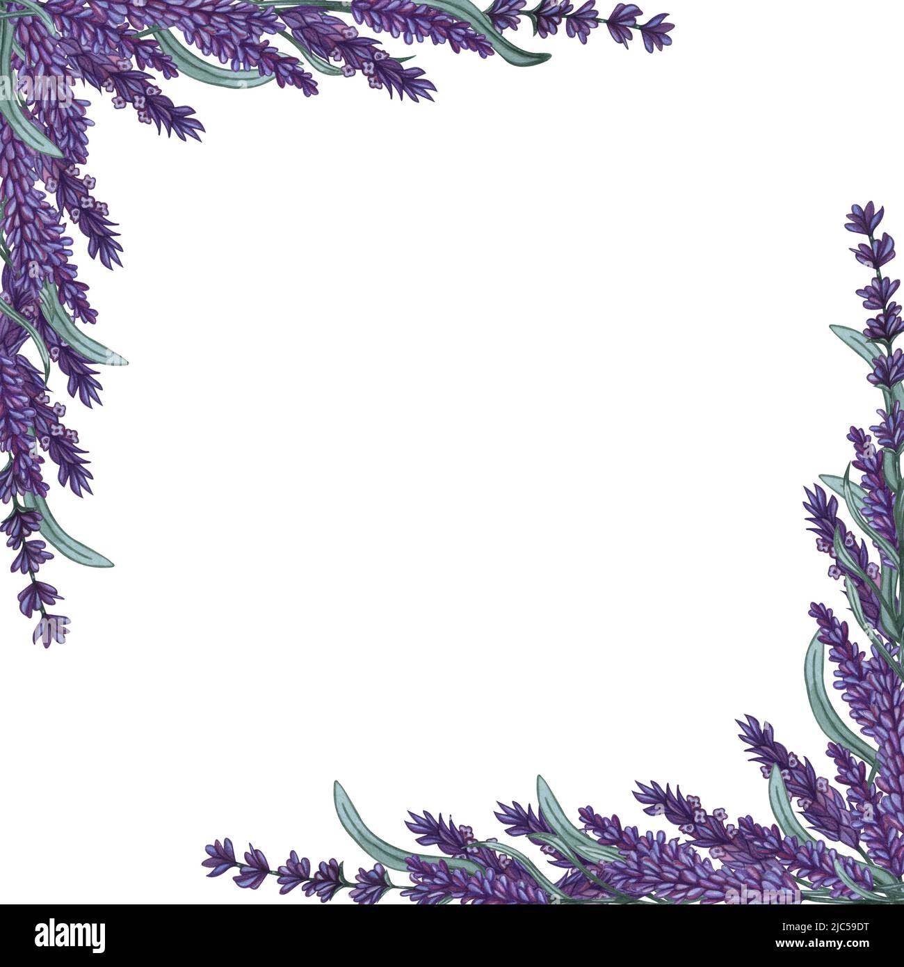 Lavender flowers frame. Watercolor hand drawn background. lavender ...