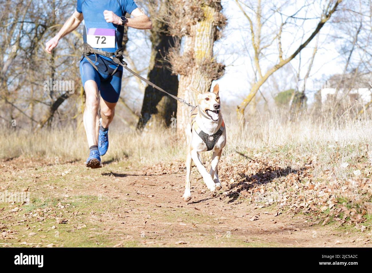Dog and man taking part in a popular canicross race Stock Photo - Alamy