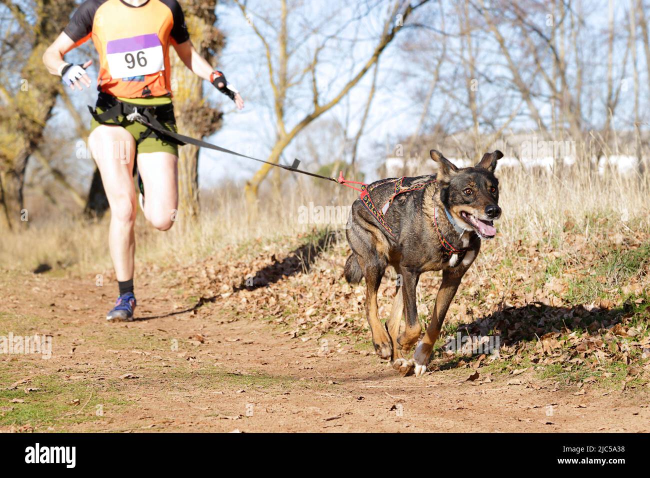 Dog and woman taking part in a popular canicross race Stock Photo - Alamy