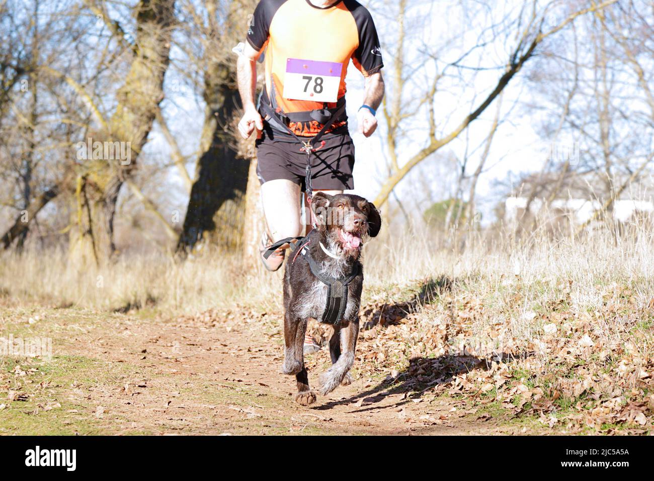 Dog and man taking part in a popular canicross race Stock Photo - Alamy