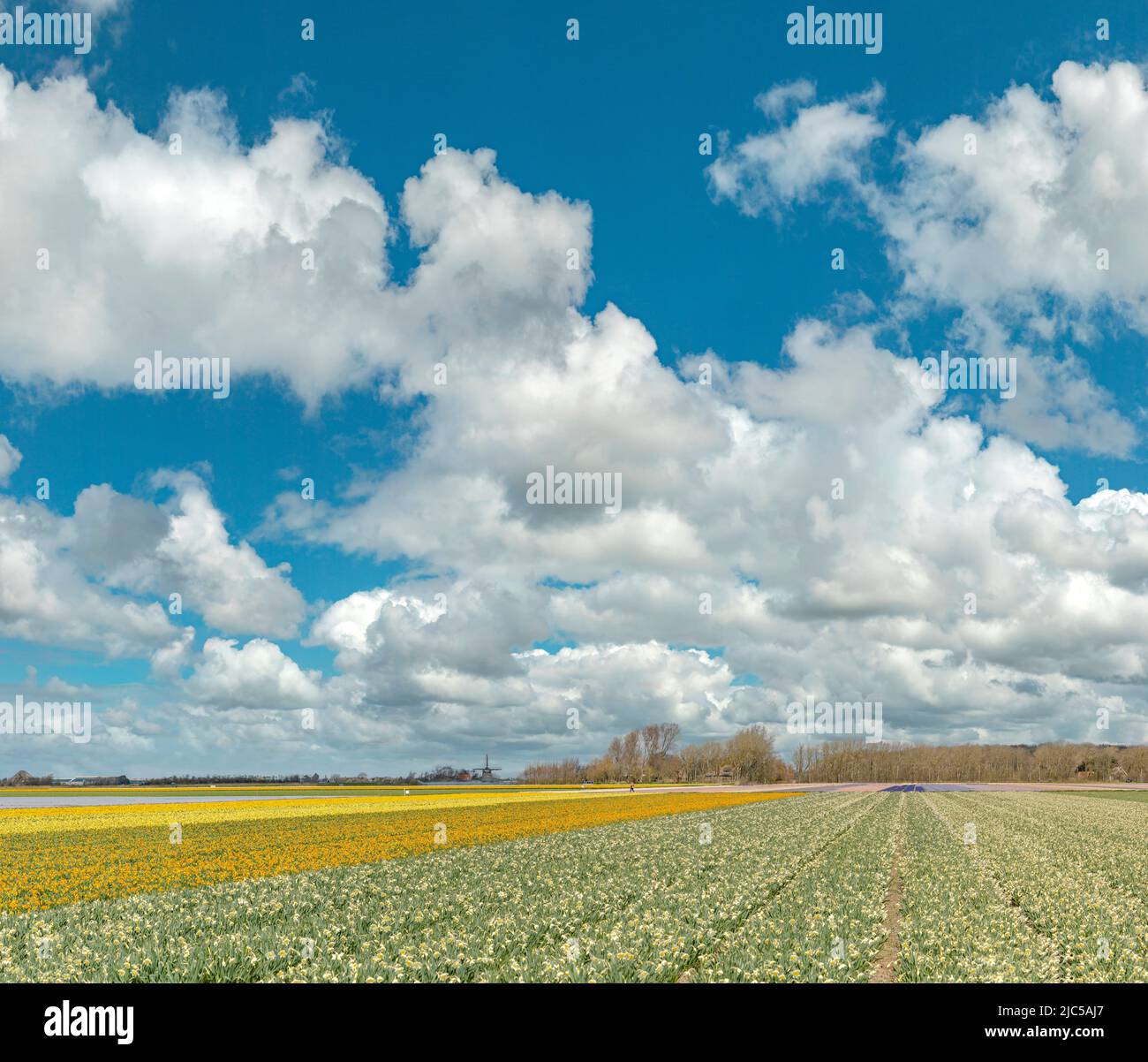 Windmill Ooster-N with a bulbfield *** Local Caption *** Netherlands ...