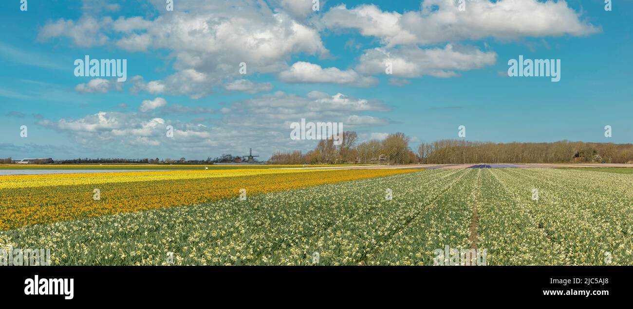 Windmill Ooster-N with a bulbfield *** Local Caption *** Netherlands ...