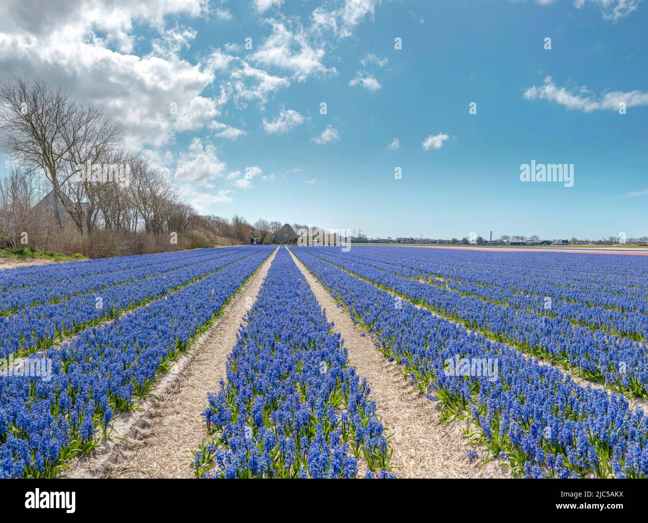 Farmhouses with a field full of blue hyacinth *** Local Caption ...