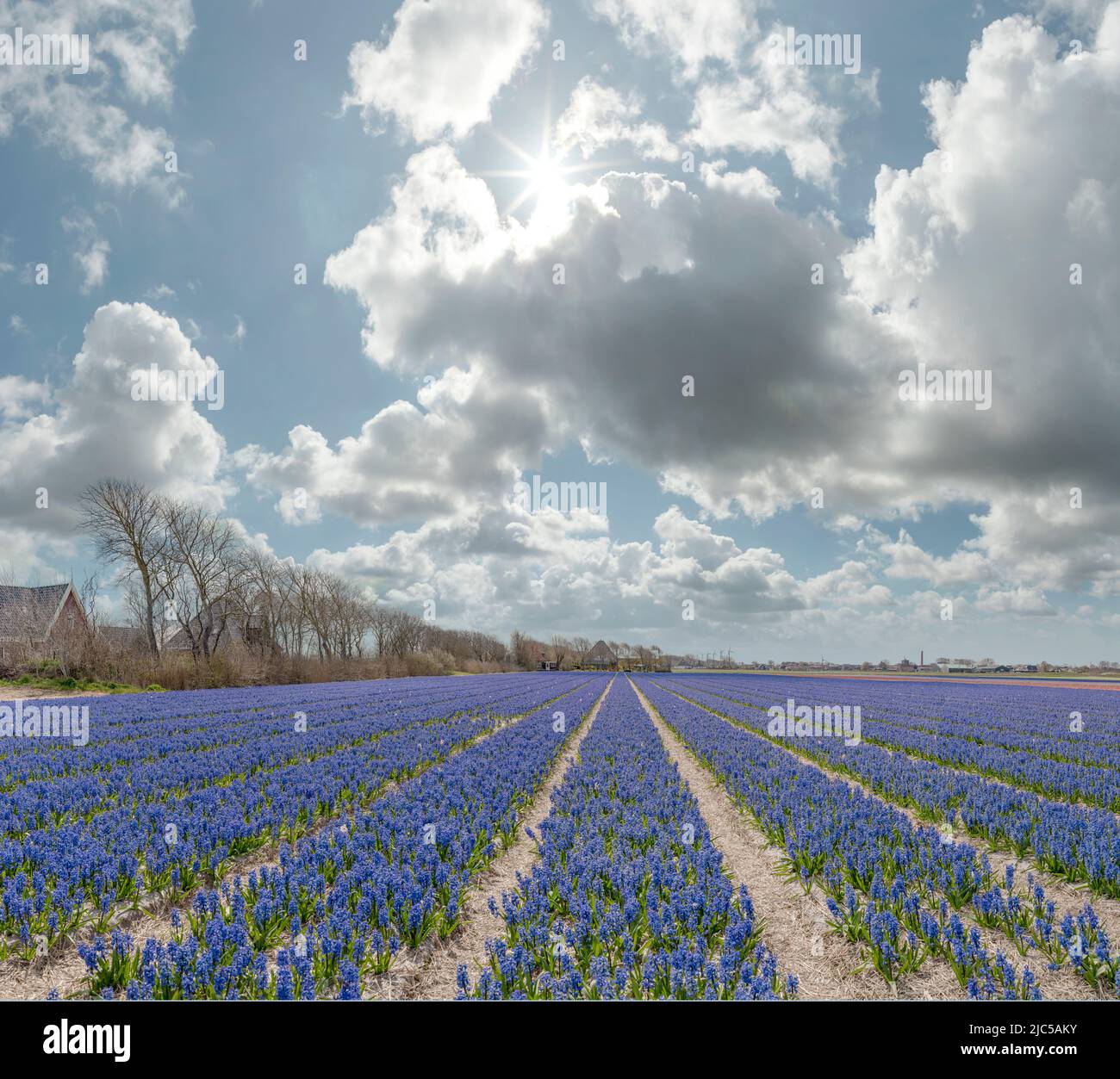 Farmhouses with a field full of blue hyacinth *** Local Caption ...