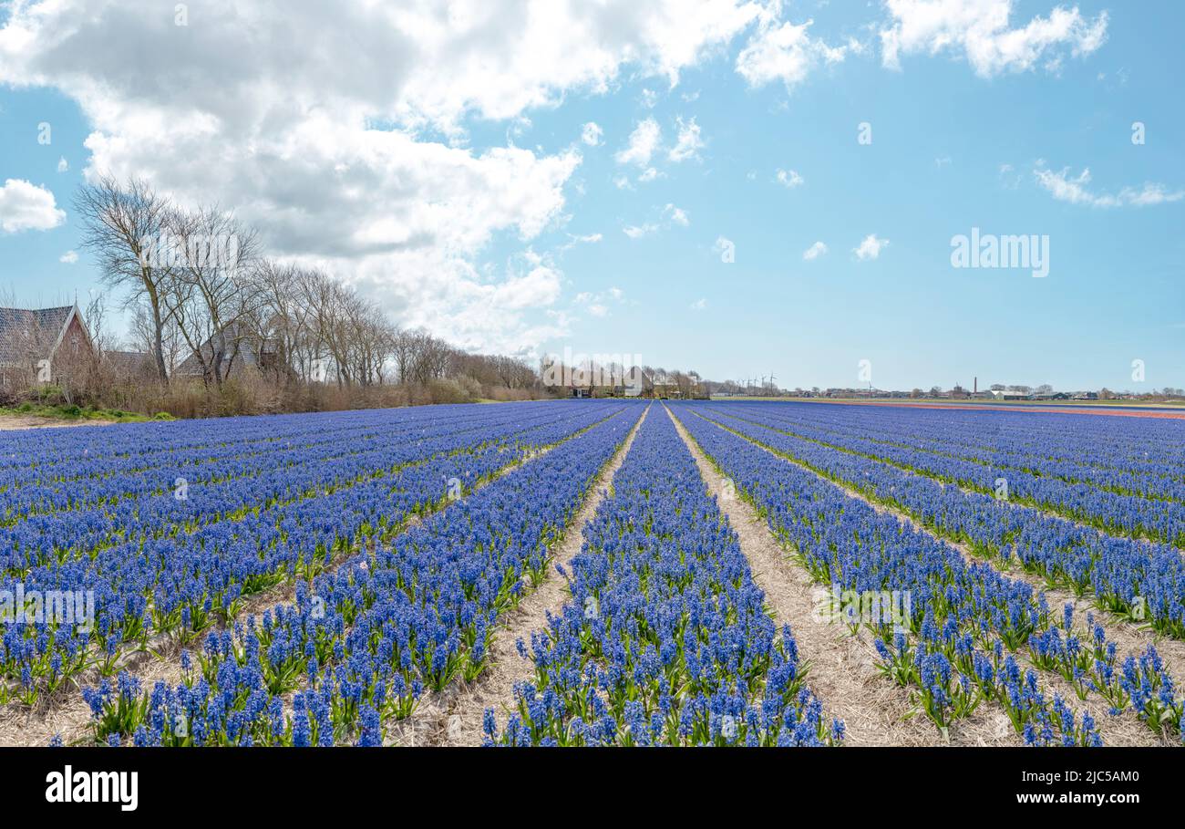 Farmhouses with a field full of blue hyacinth *** Local Caption ...