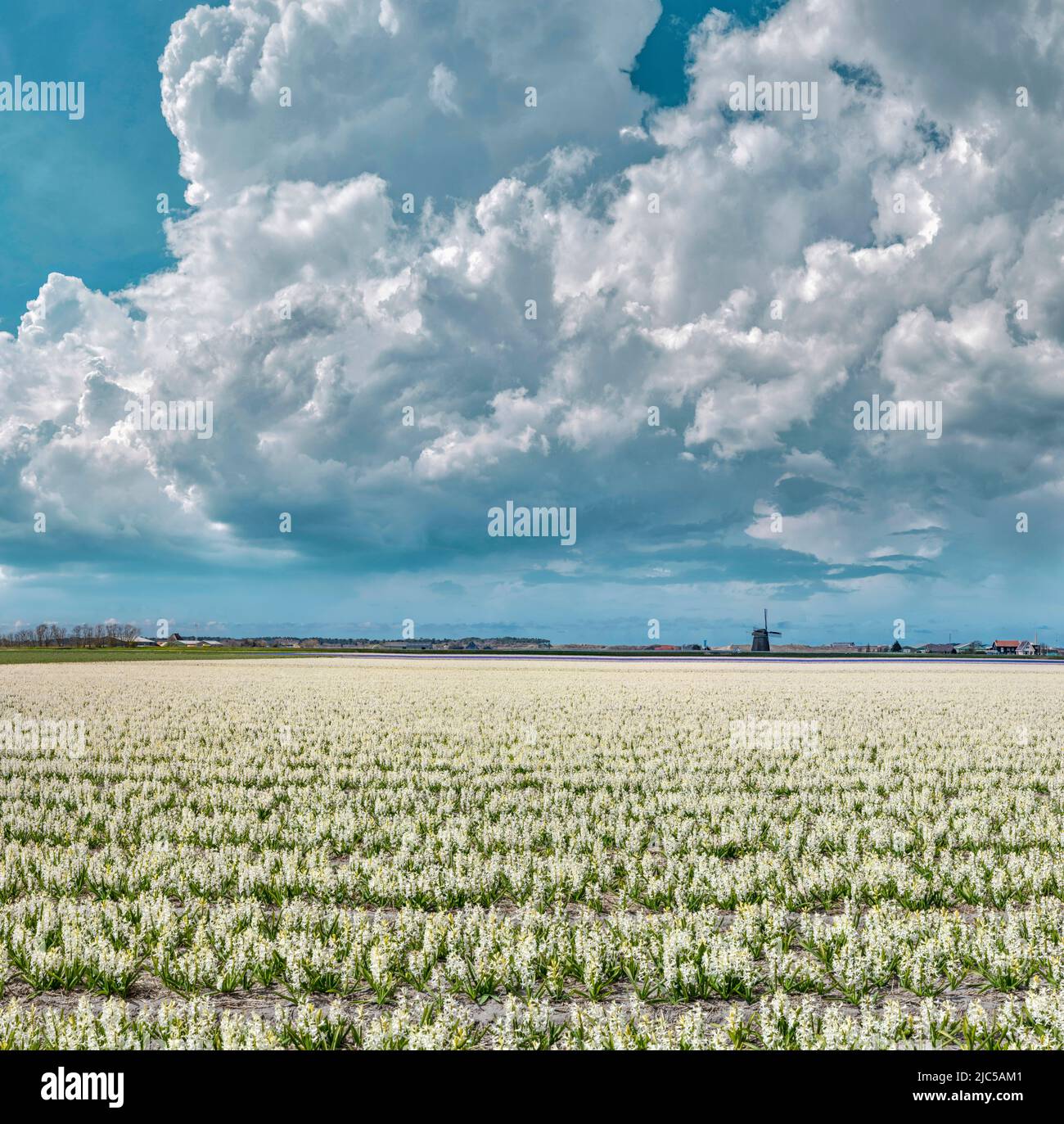 Windmill Noorder-M, field with white hyacinth *** Local Caption ...