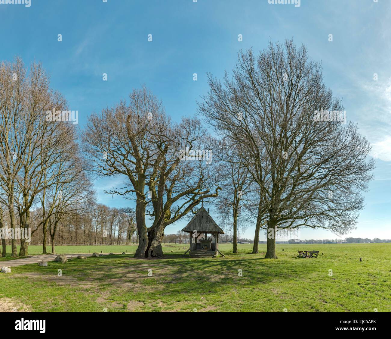 500 year old oaktree called Kroezeboom *** Local Caption ...