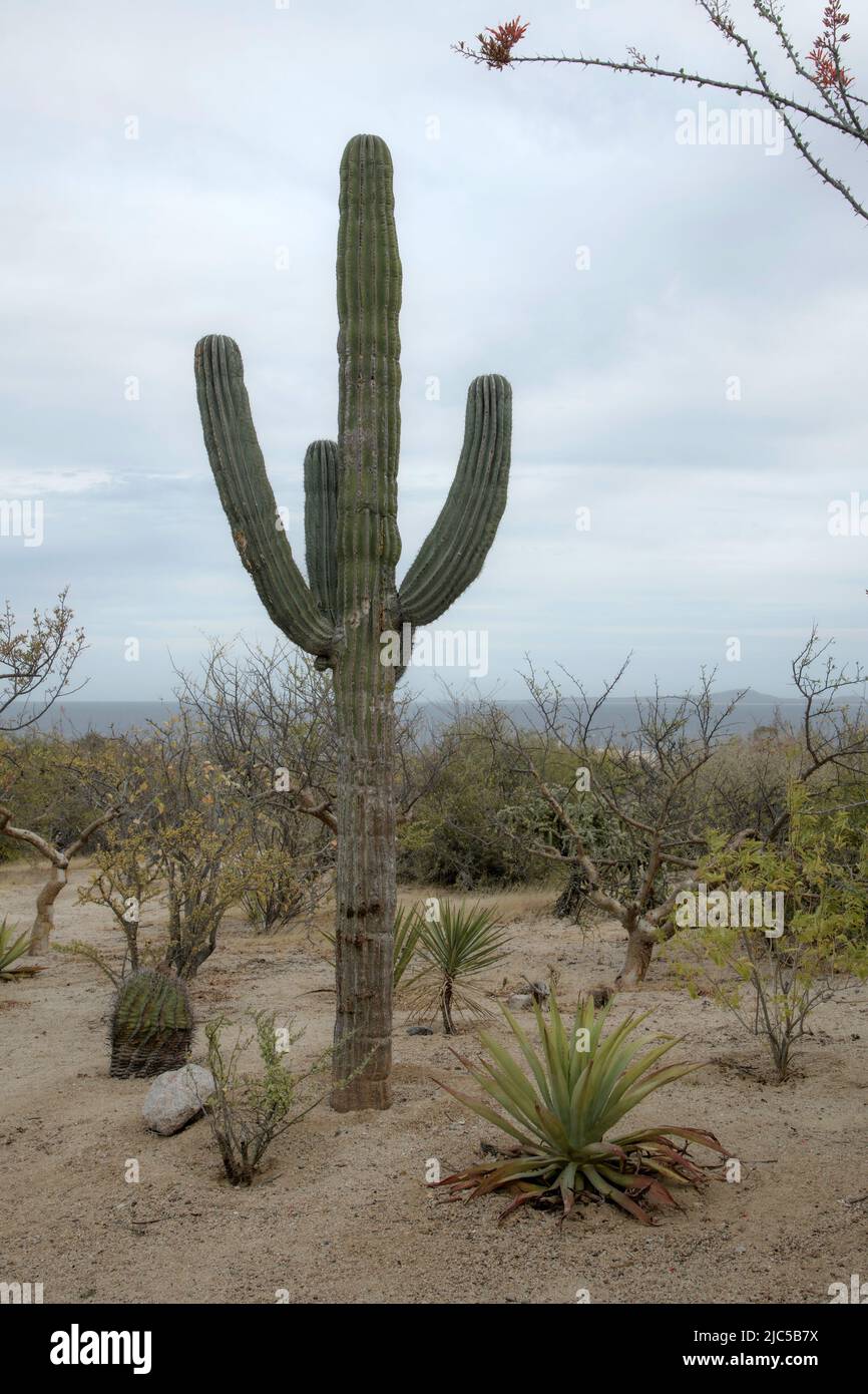 Mexico, Baja California Sur, El Sargento, Cardon cactus *** Local ...