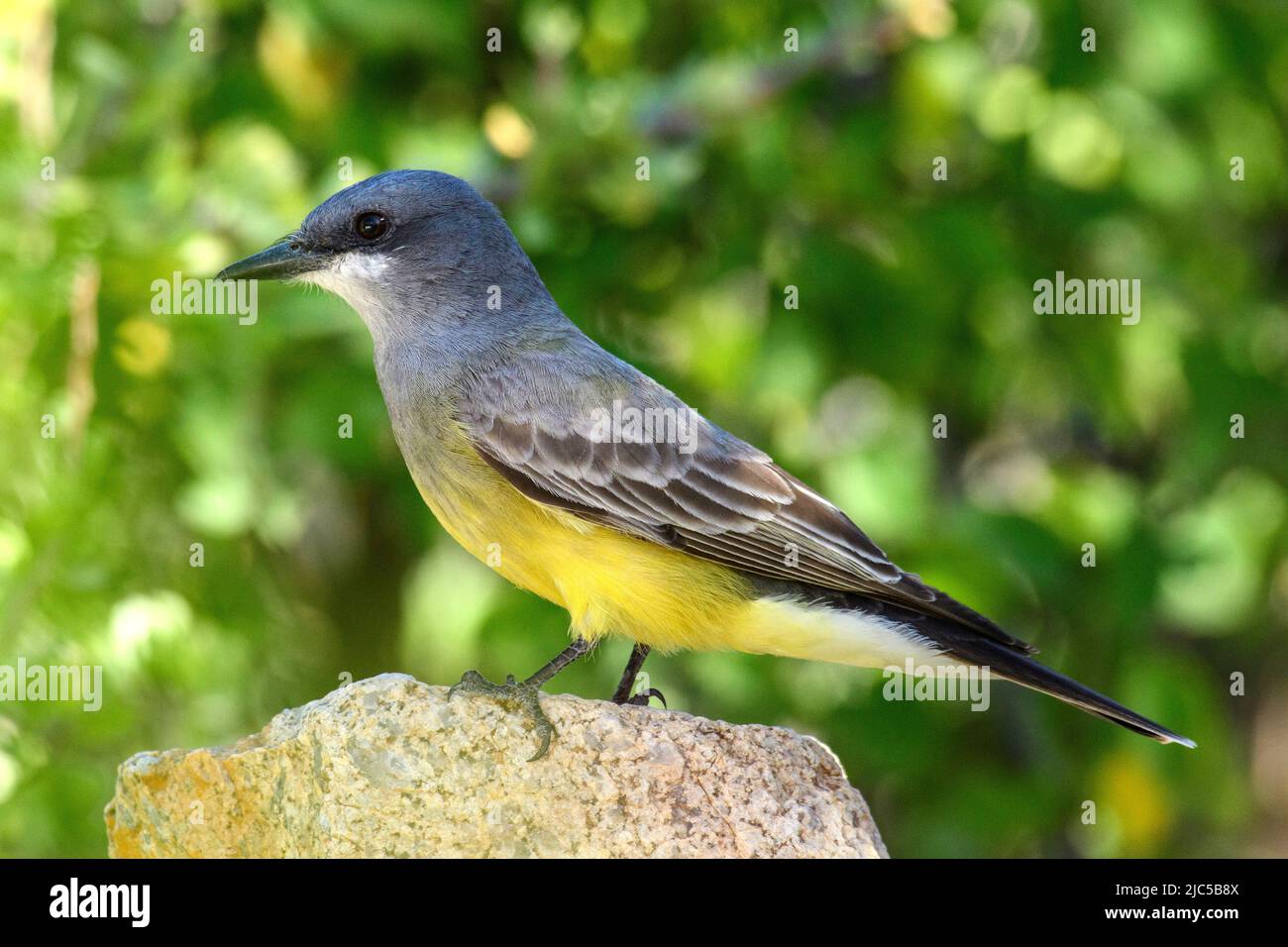 Mexico, Baja California, Sur, Rancho Sur, Cassin's Kingbird, Tyrannus ...