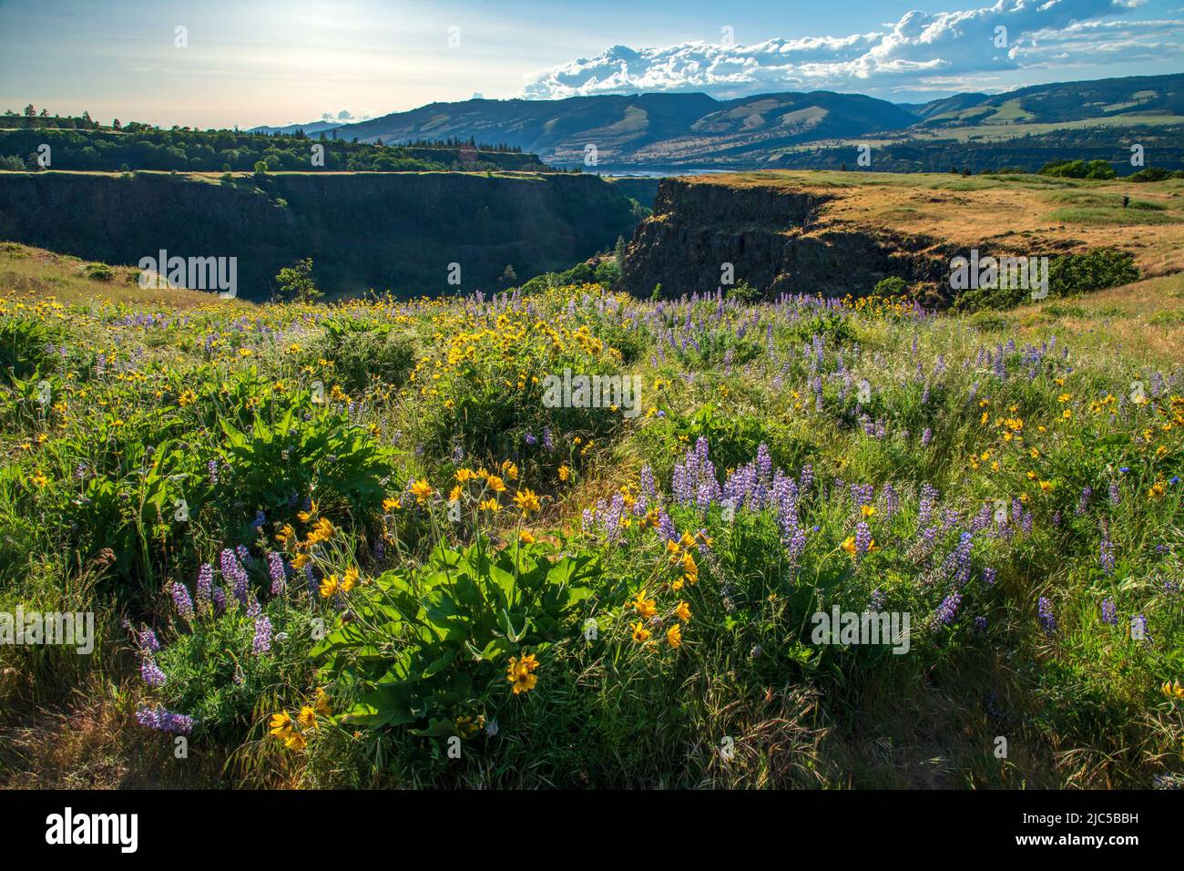 USA, Oregon, Columbia River Gorge, Rowena Plateau Loop, *** Local ...