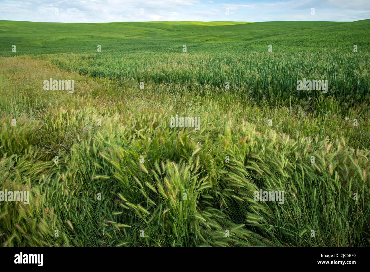 USA, Oregon,Wasco County, The Dalles, outback *** Local Caption *** USA ...