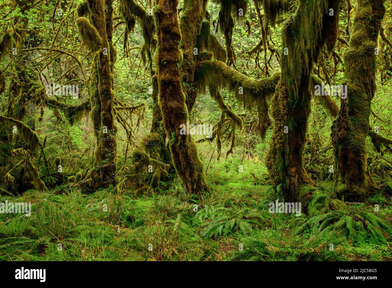 USA,Pacific Northwest, Washington, Olympic Peninsula, Olympic National ...