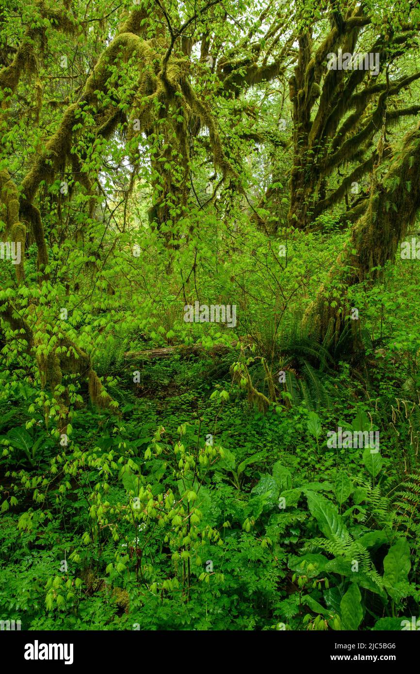 USA,Washington, Olympic Mational Park, Quinault Rain Forest, Maple ...