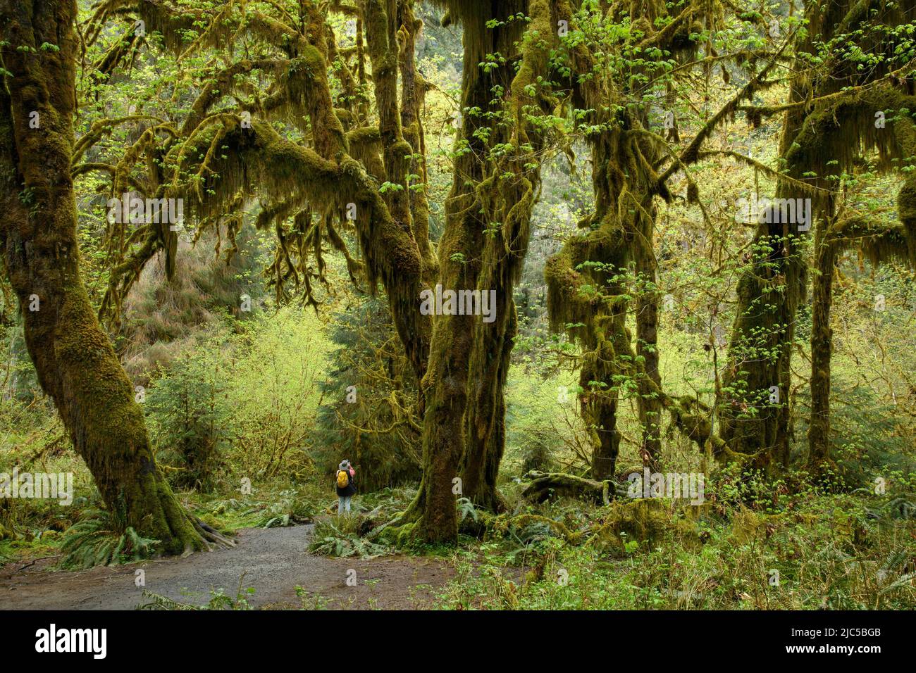 USA,Pacific Northwest, Washington, Olympic Peninsula, Olympic National ...