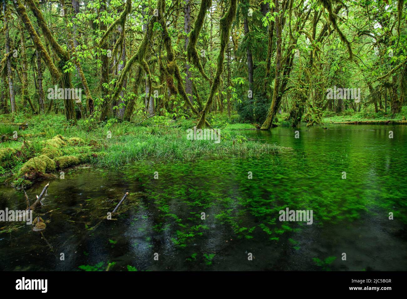 USA,Washington, Olympic Mational Park, Quinault Rain Forest, Maple ...