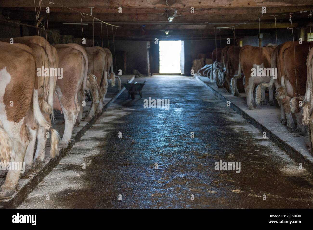 Alp schweiz stall hi-res stock photography and images - Alamy