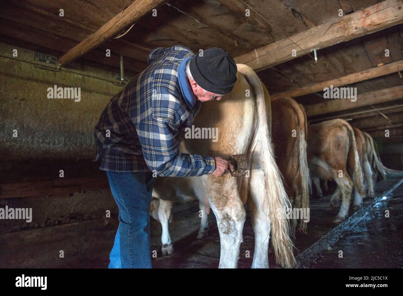 Alp schweiz stall hi-res stock photography and images - Alamy