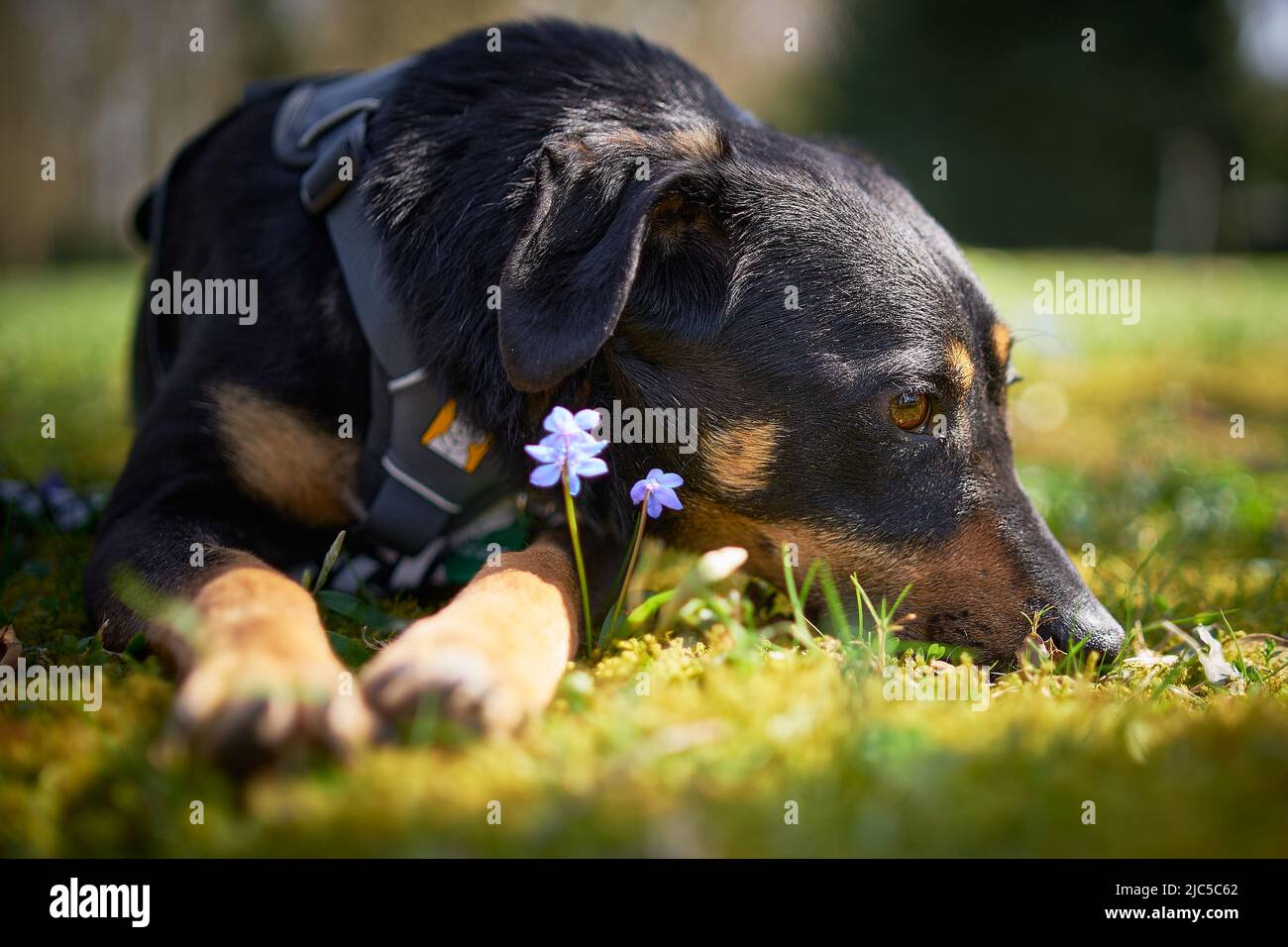 Outside dog hi-res stock photography and images - Alamy