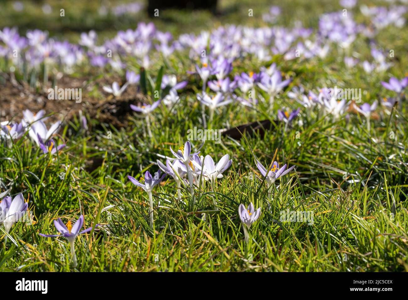 wilder Krokus mit Biene *** Local Caption *** Bavaria, Berchtesgadener ...