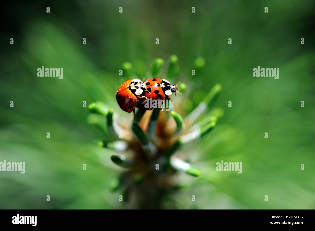 Marienkäfer *** Local Caption *** Bluthienla, Coccinellidae, little ...