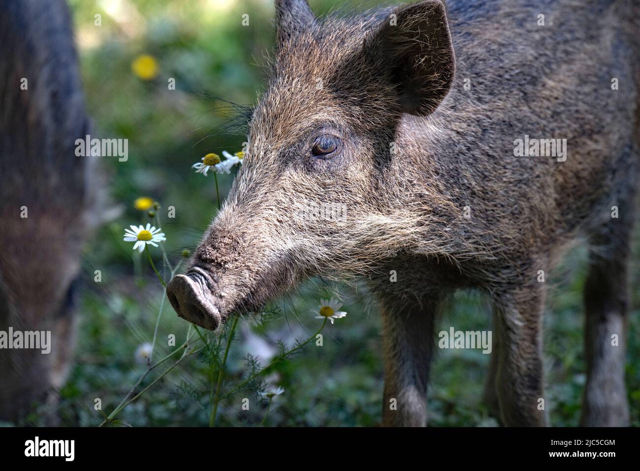 Wild boars in the wood hi-res stock photography and images - Alamy