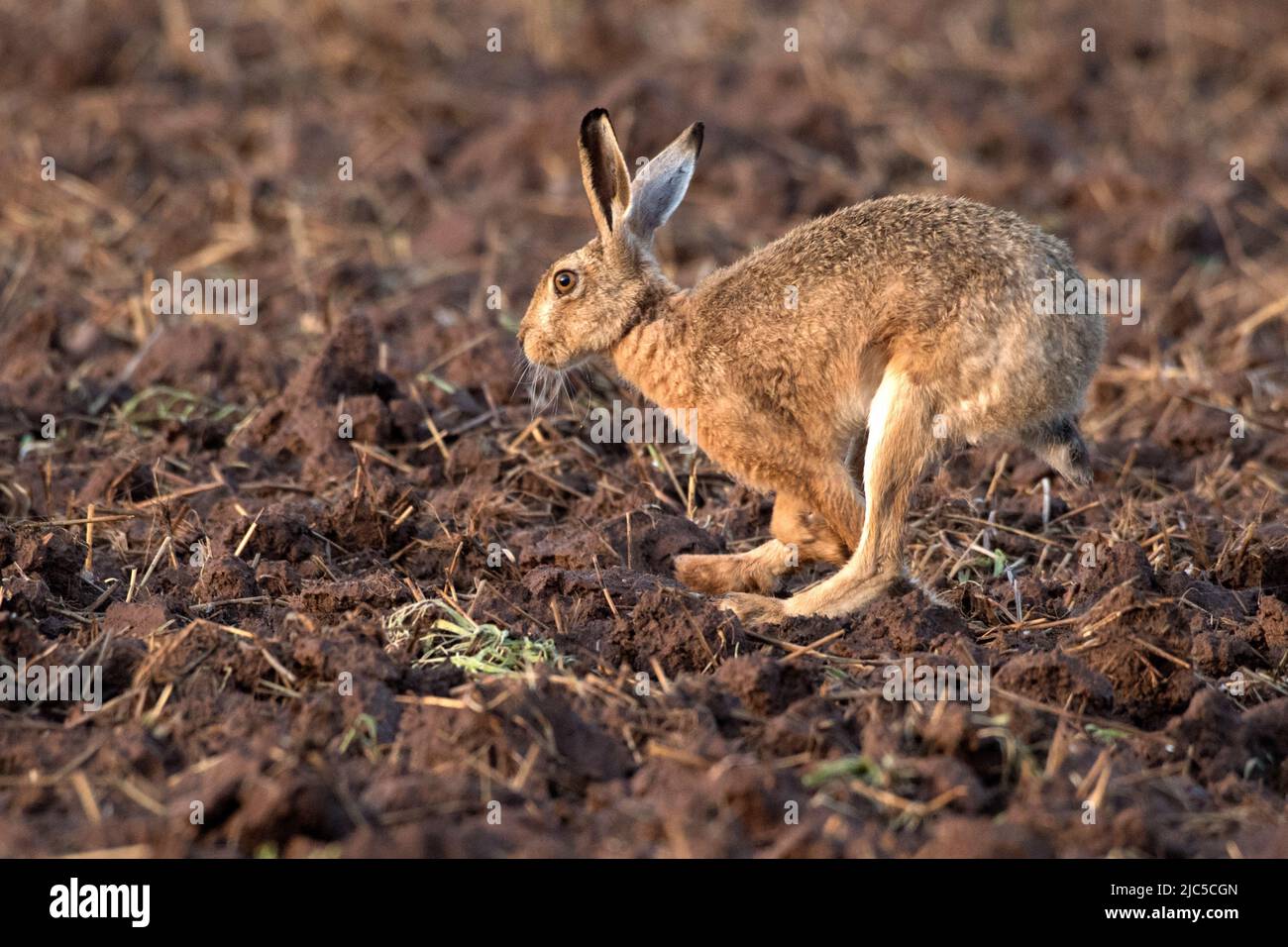 Hasen auf dem Feld *** Local Caption *** Field hare, field hare, hare ...