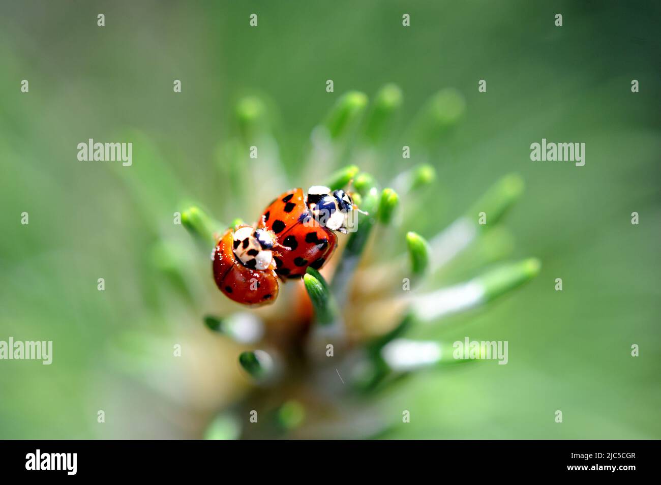 Marienkäfer *** Local Caption *** Bluthienla, Coccinellidae, little ...
