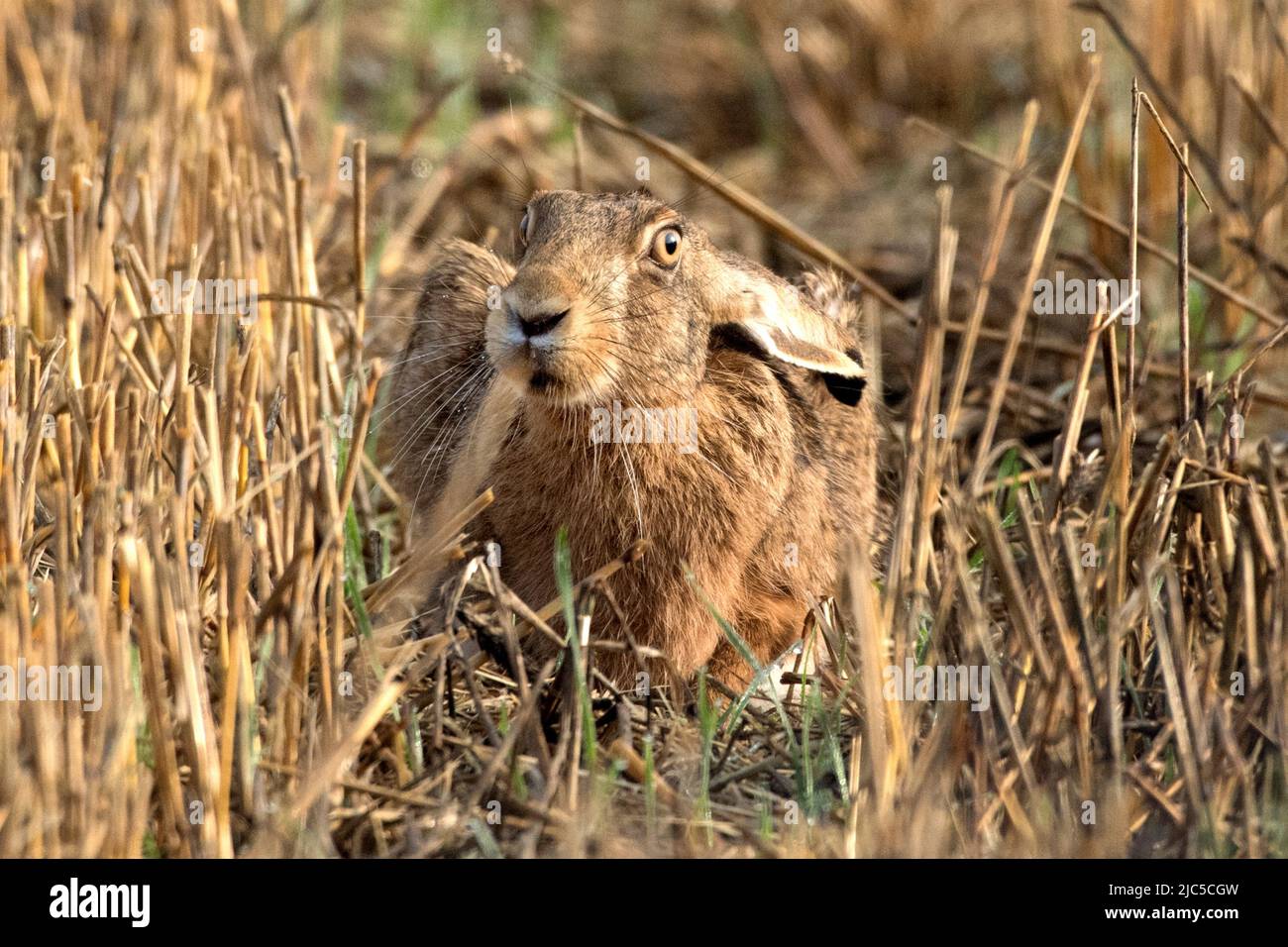 Hasen auf dem Feld *** Local Caption *** Field hare, field hare, hare ...