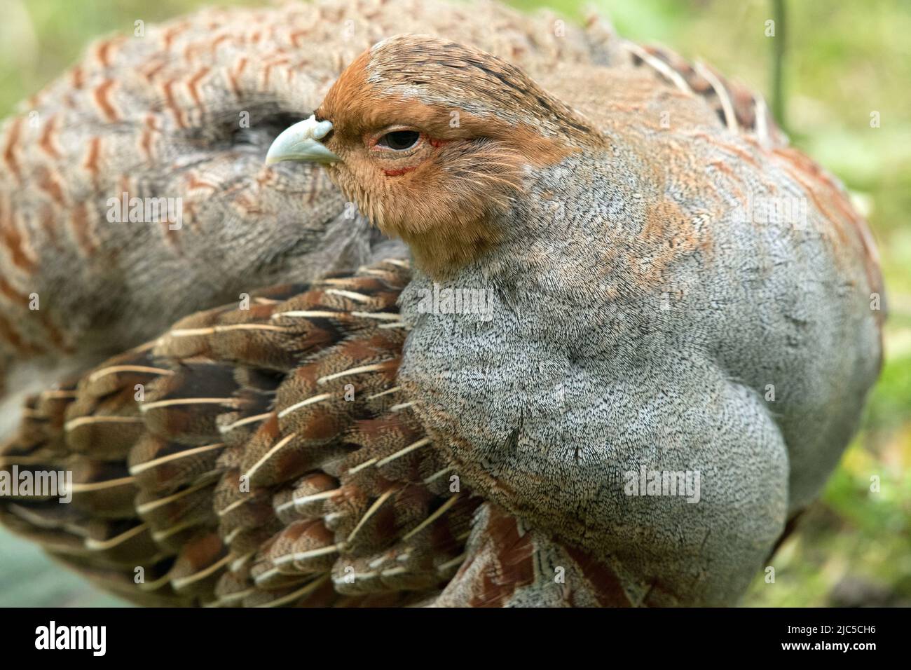 Partridge like bird hi-res stock photography and images - Alamy