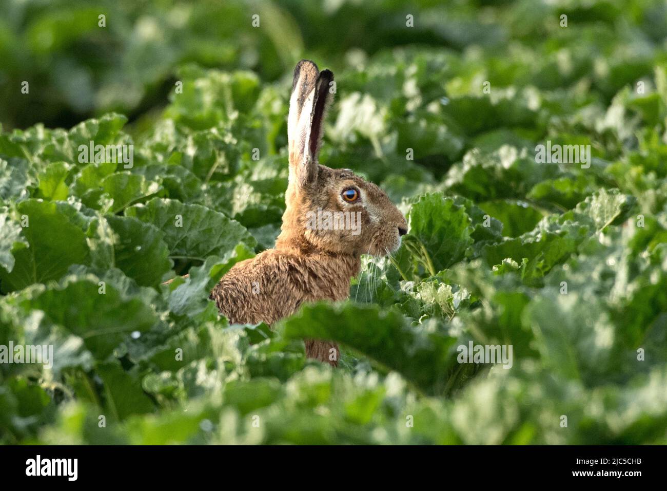 Hasen auf dem Feld *** Local Caption *** Field hare, field hare, hare ...